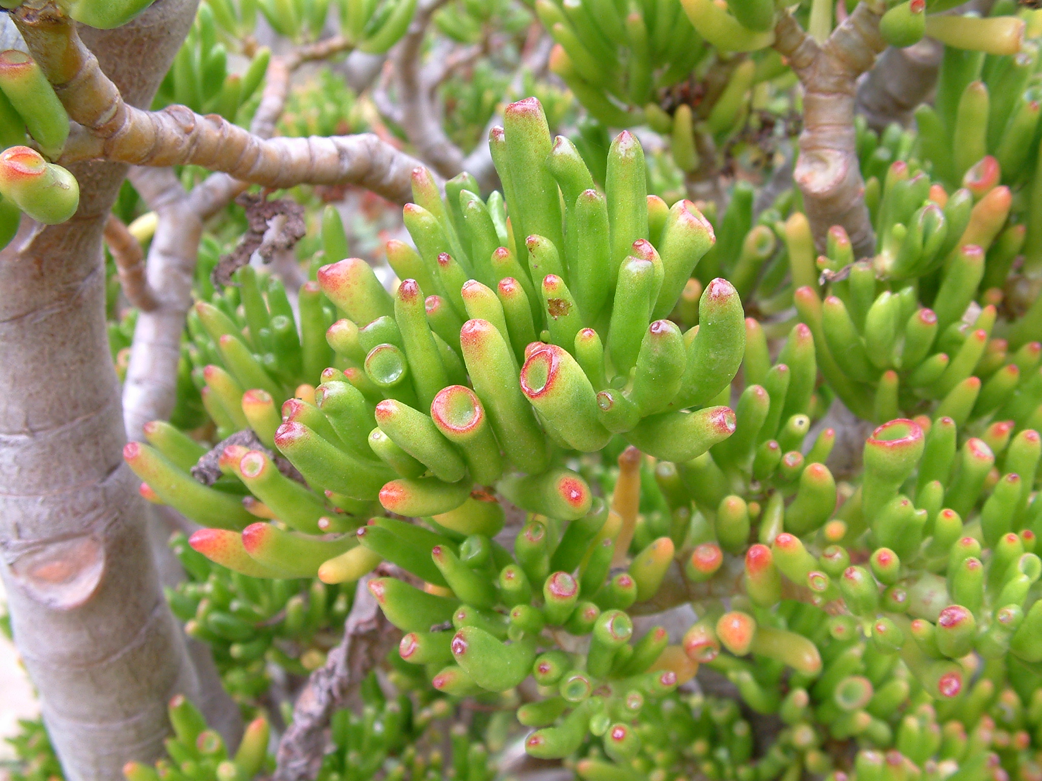 Crassula Gollum Jade Plant Crassula Ovata Gollum Tree Beaultiful