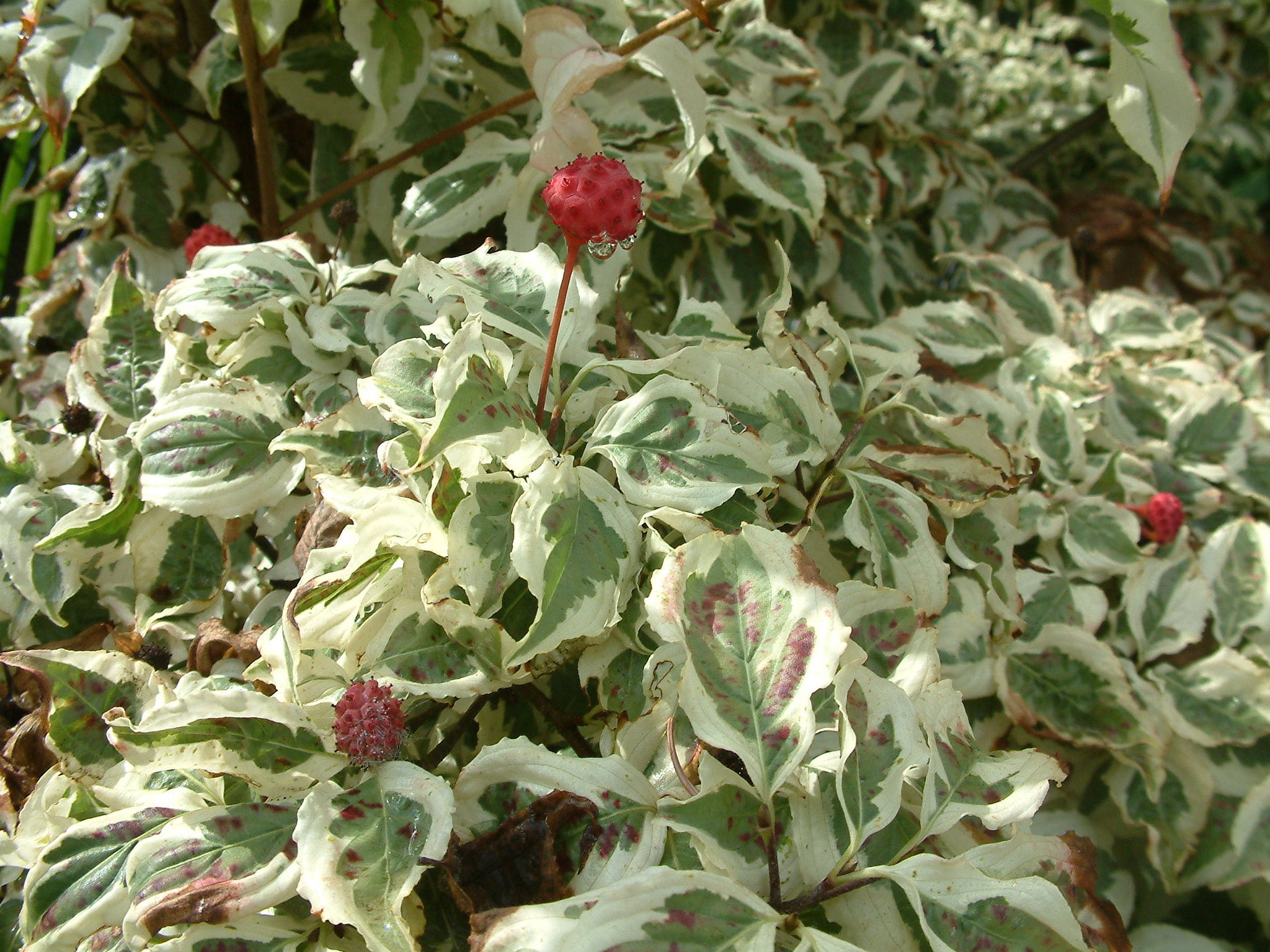 Cornus florida 'Welchii' - Tricolor Dogwood | PlantMaster