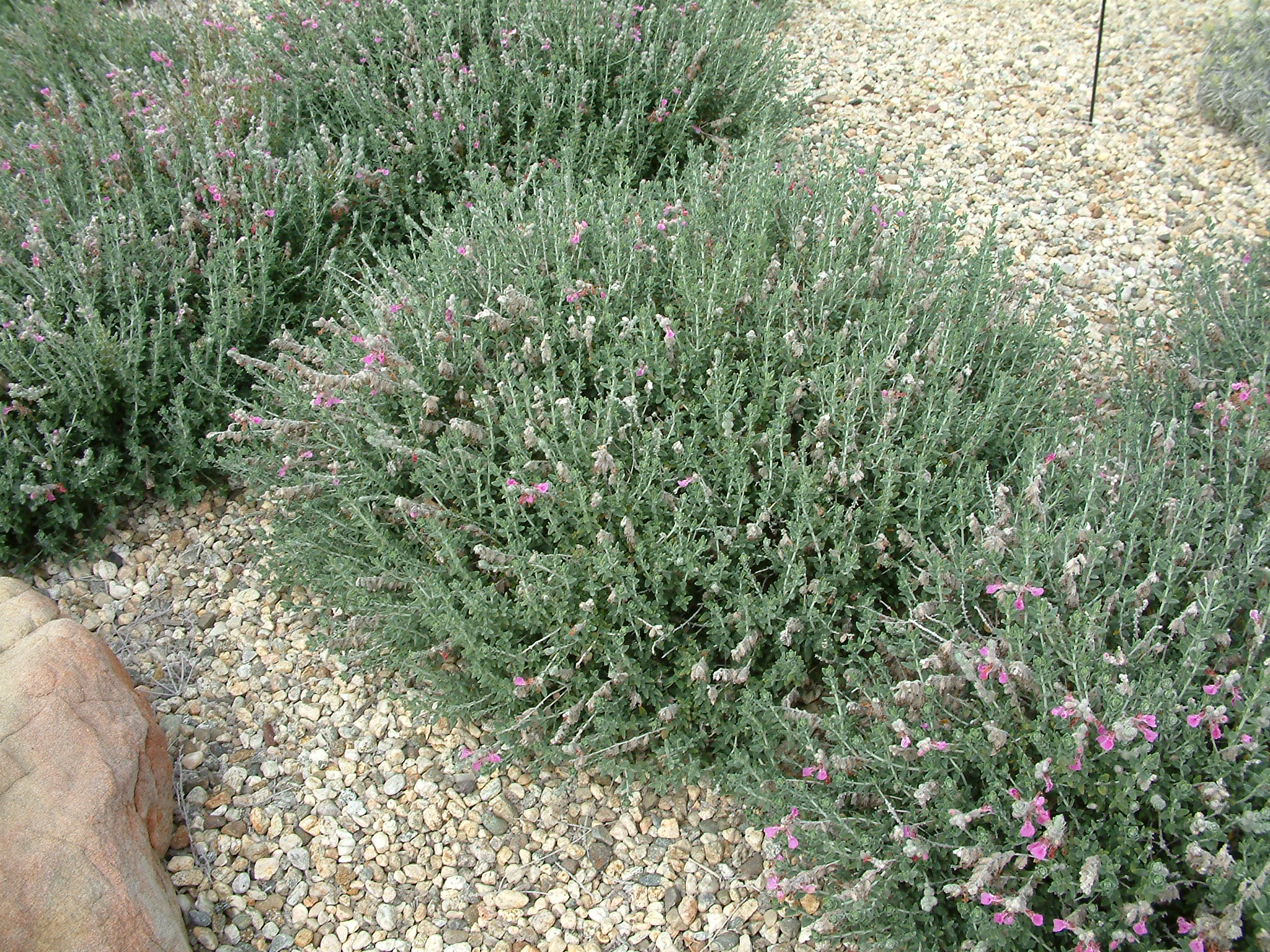 Teucrium marum - Cat Thyme | PlantMaster