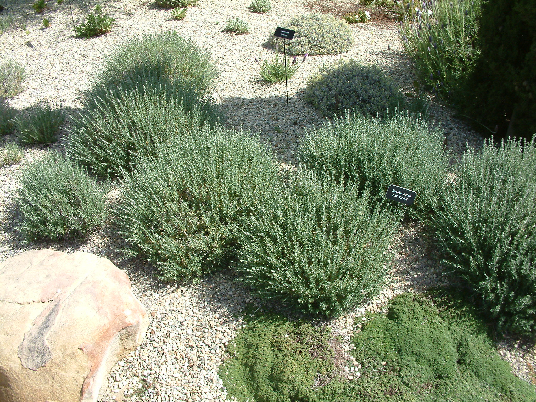 Teucrium marum - Cat Thyme | PlantMaster
