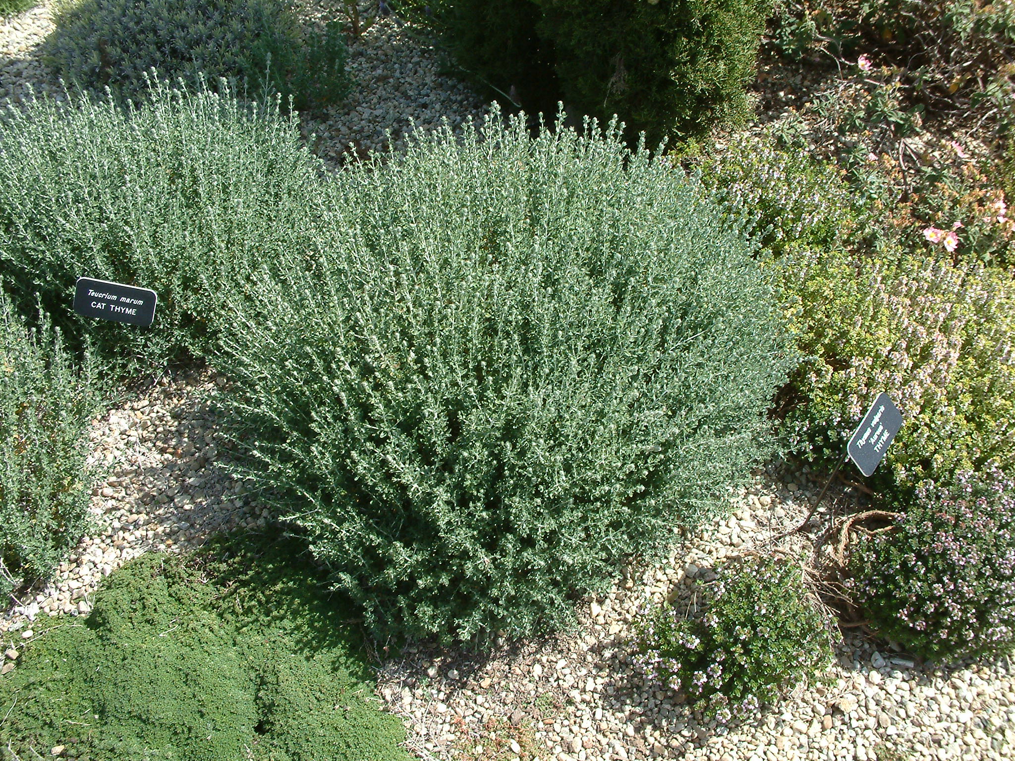 Teucrium marum - Cat Thyme | PlantMaster