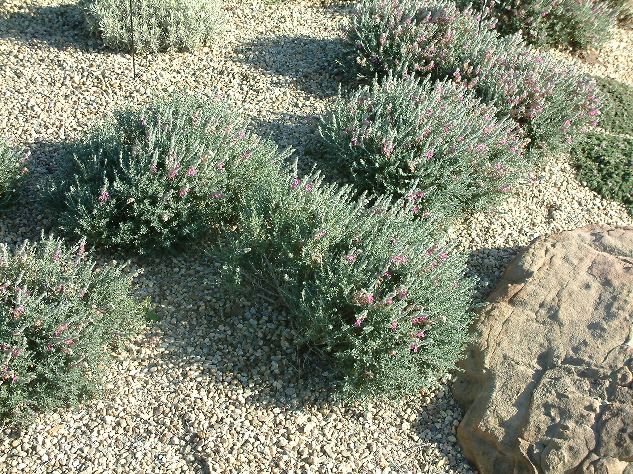 Teucrium marum - Cat Thyme | PlantMaster