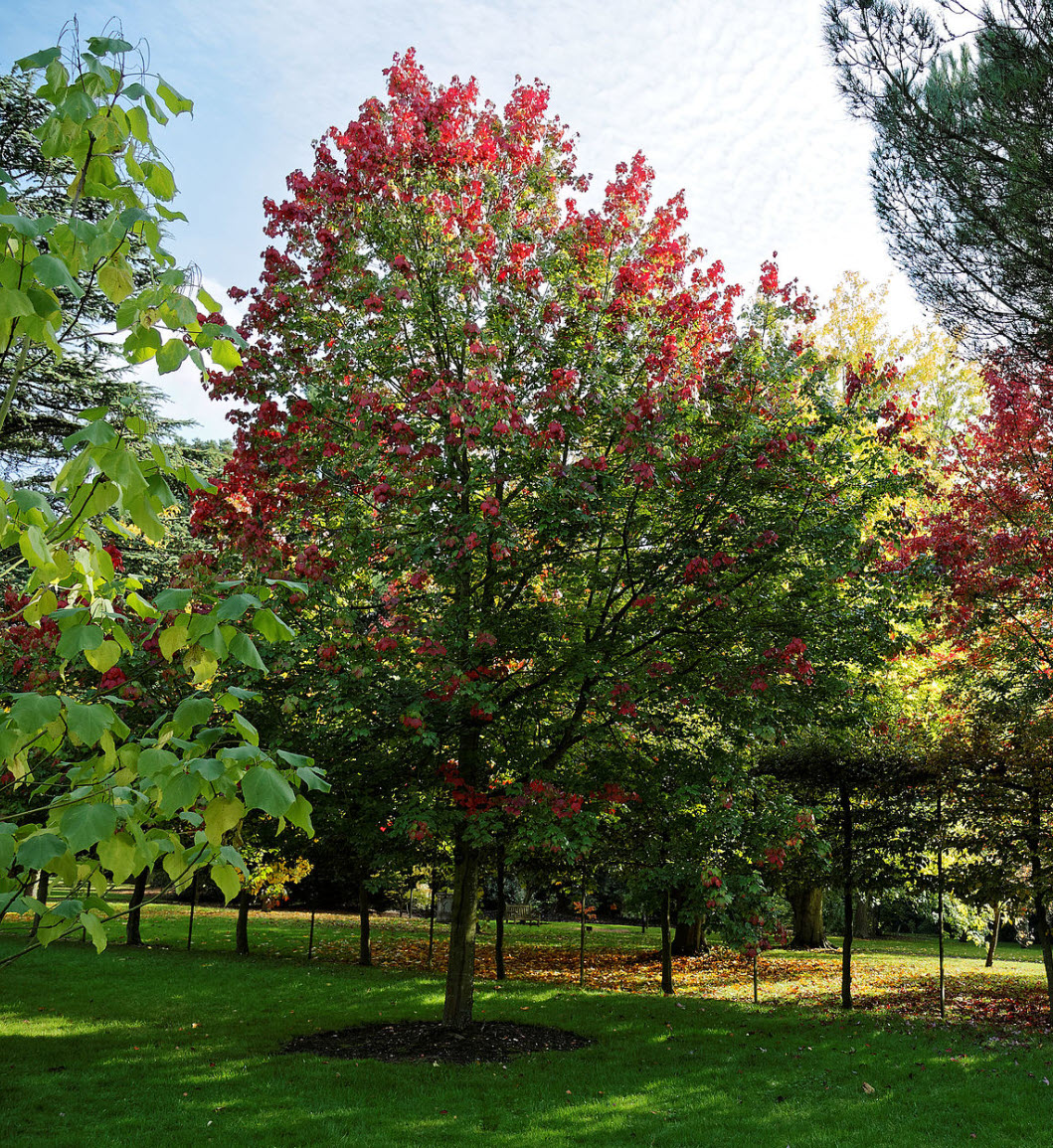 Acer Rubrum October Glory Acer Rubrum 'October Glory' | Acer Rubrum