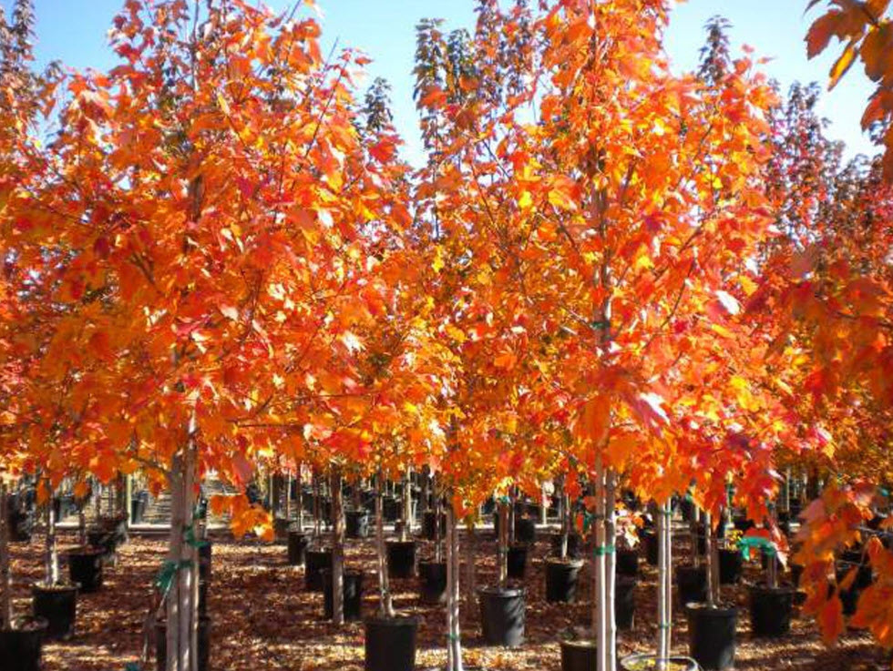 Acer Rubrum October Glory Acer Rubrum 'October Glory' | Acer Rubrum