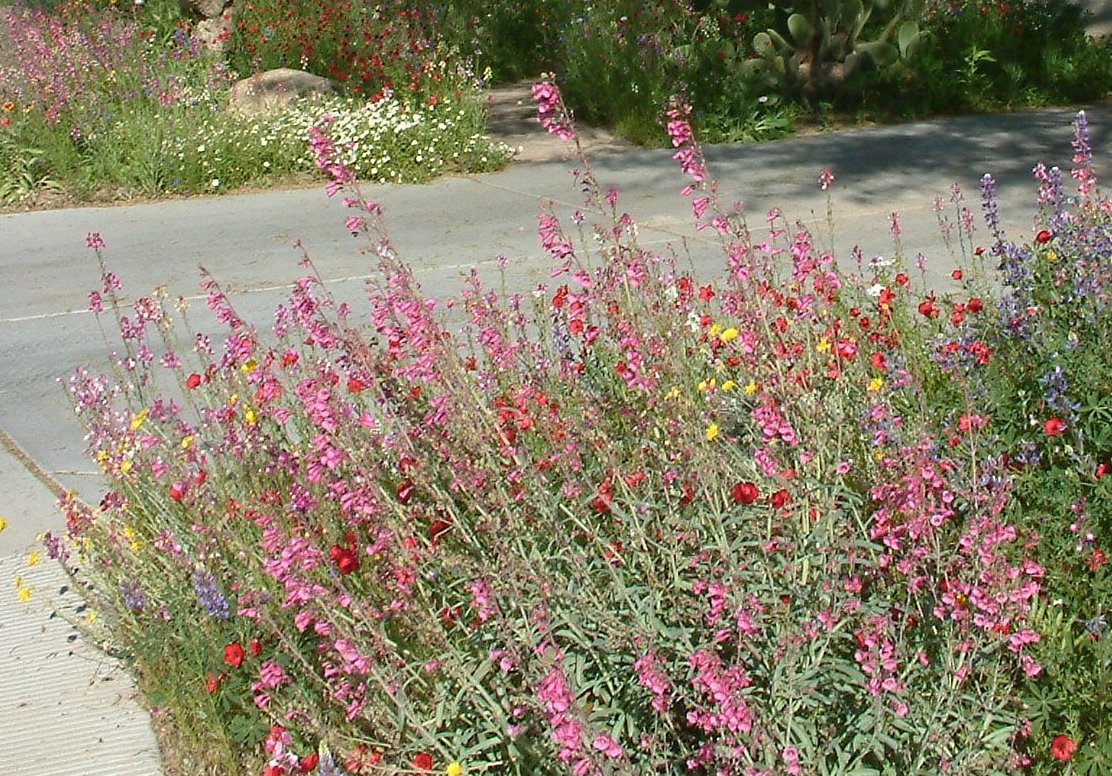 Orthocarpus purpurascens - Owl's Clover | PlantMaster