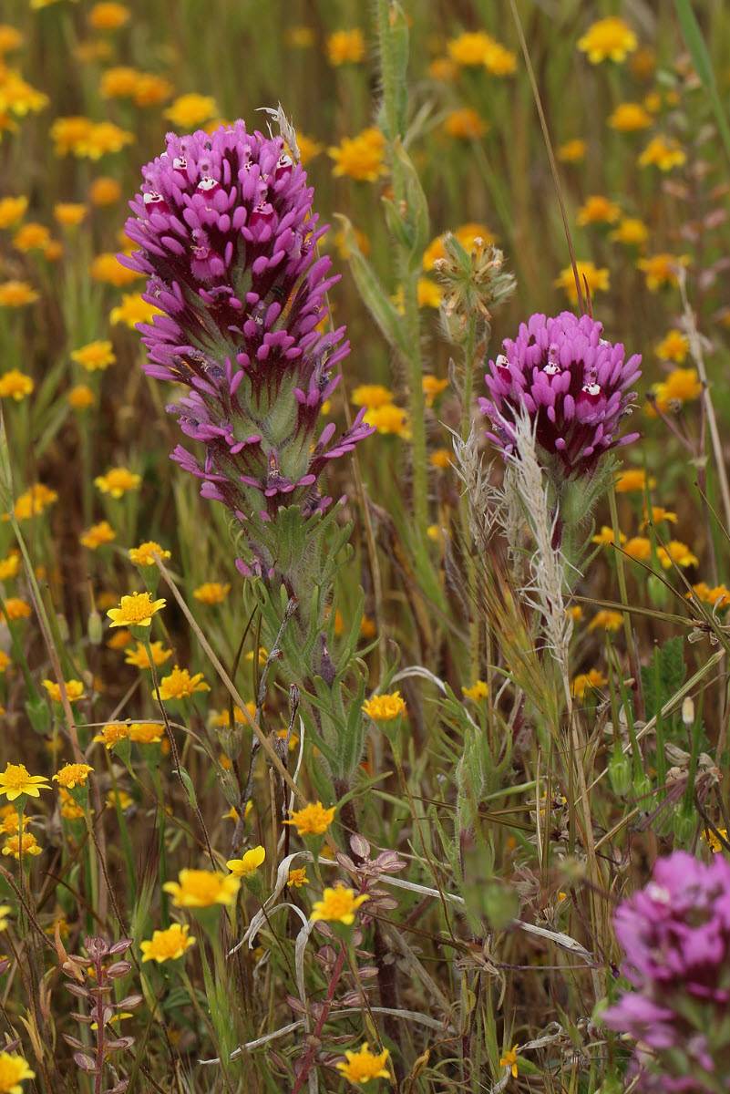 Orthocarpus purpurascens - Owl's Clover | PlantMaster
