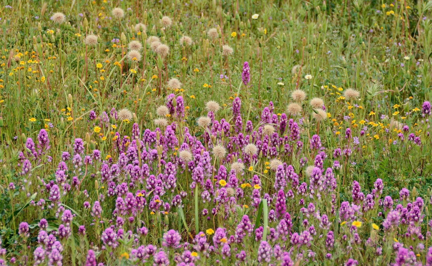Orthocarpus purpurascens - Owl's Clover | PlantMaster