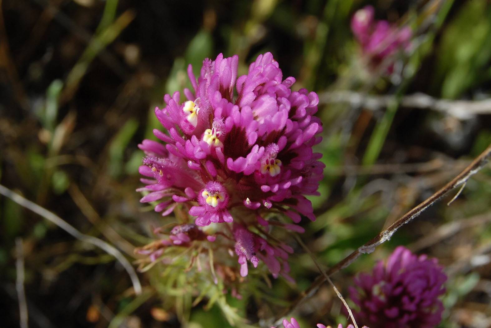 Orthocarpus purpurascens - Owl's Clover | PlantMaster