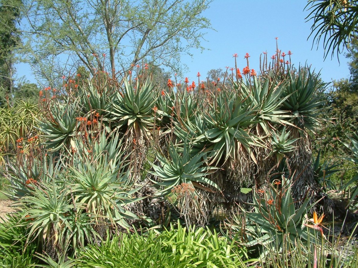 Aloe arborescens - Tree Aloe | PlantMaster