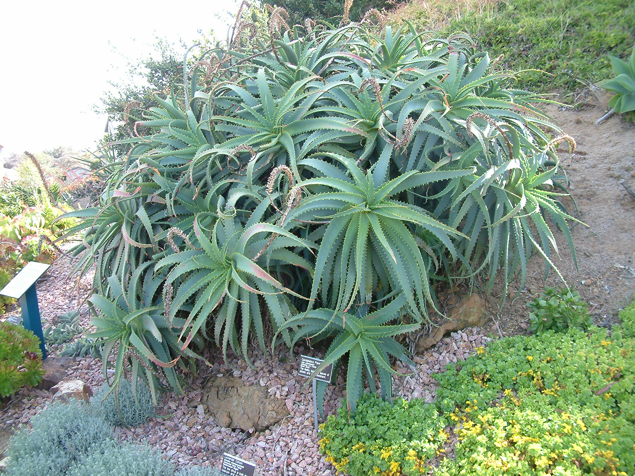 Aloe arborescens - Tree Aloe | PlantMaster