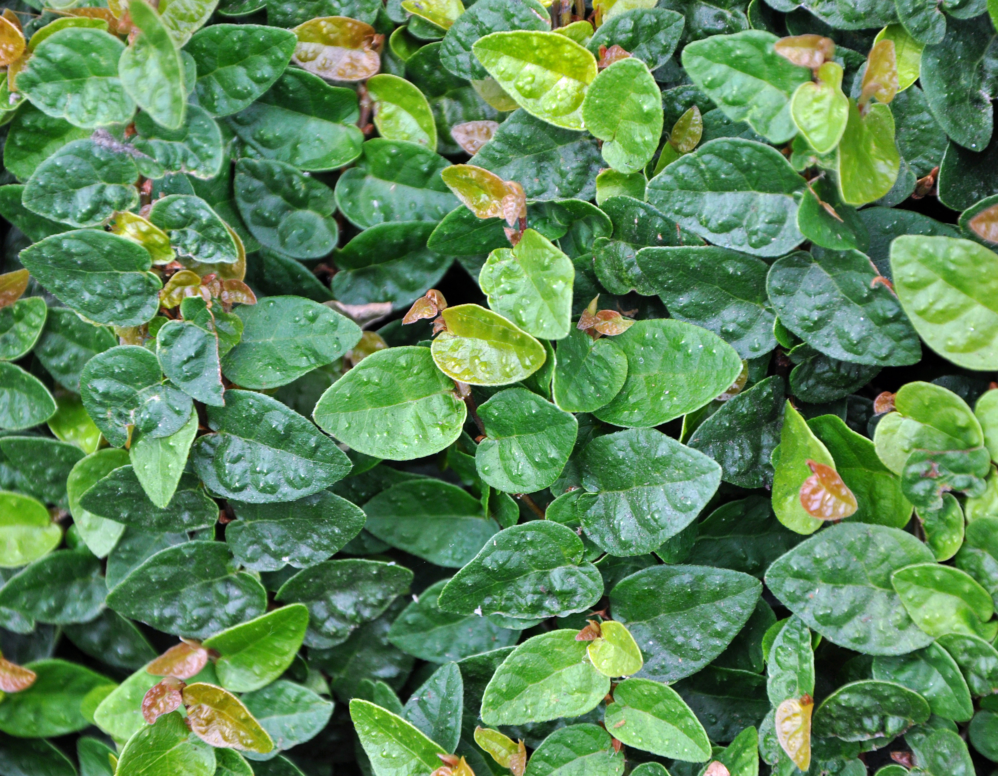 Ficus pumila - Creeping Fig | PlantMaster