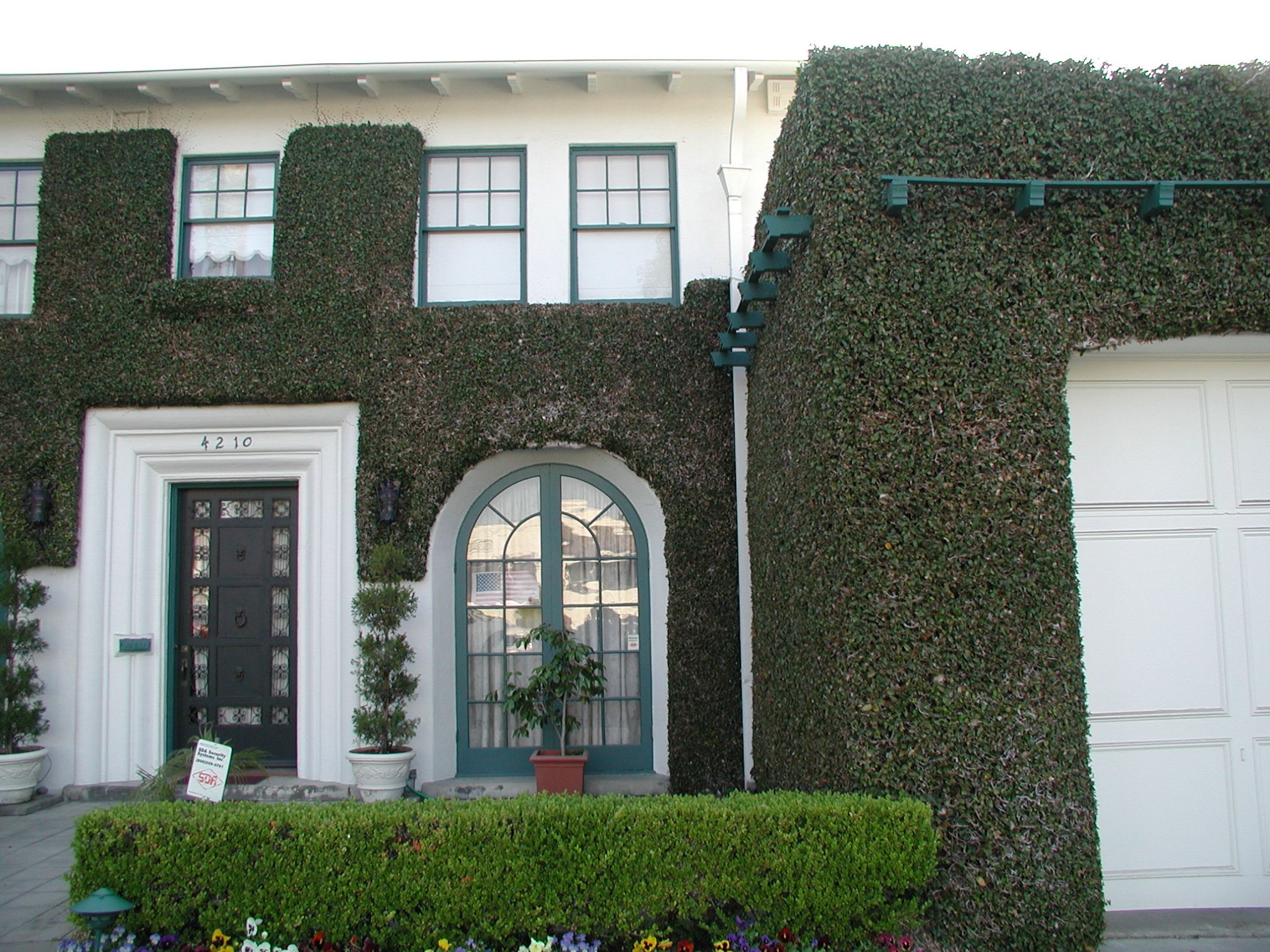 Ficus pumila - Creeping Fig | PlantMaster
