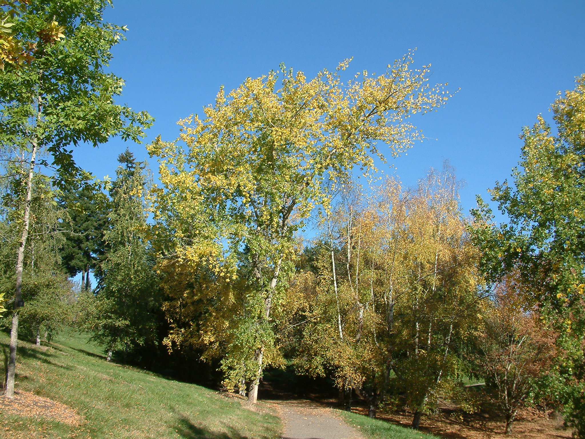 Fraxinus Pennsylvanica Flower