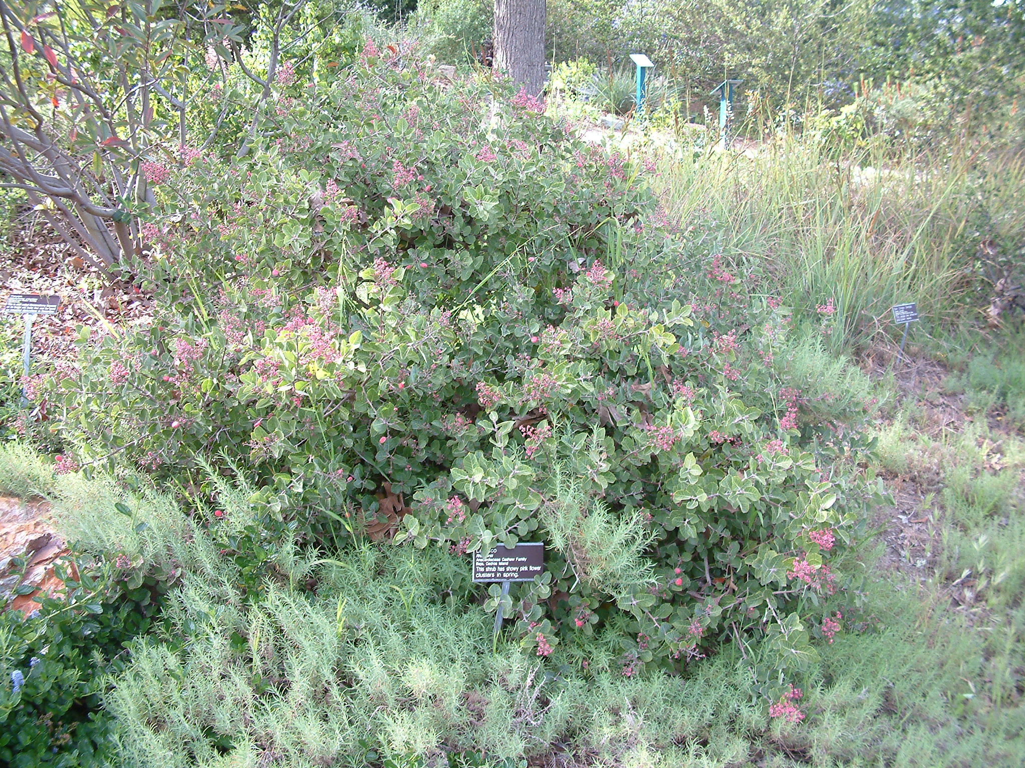 Rhus lentii - Pink Flowering Sumac | PlantMaster