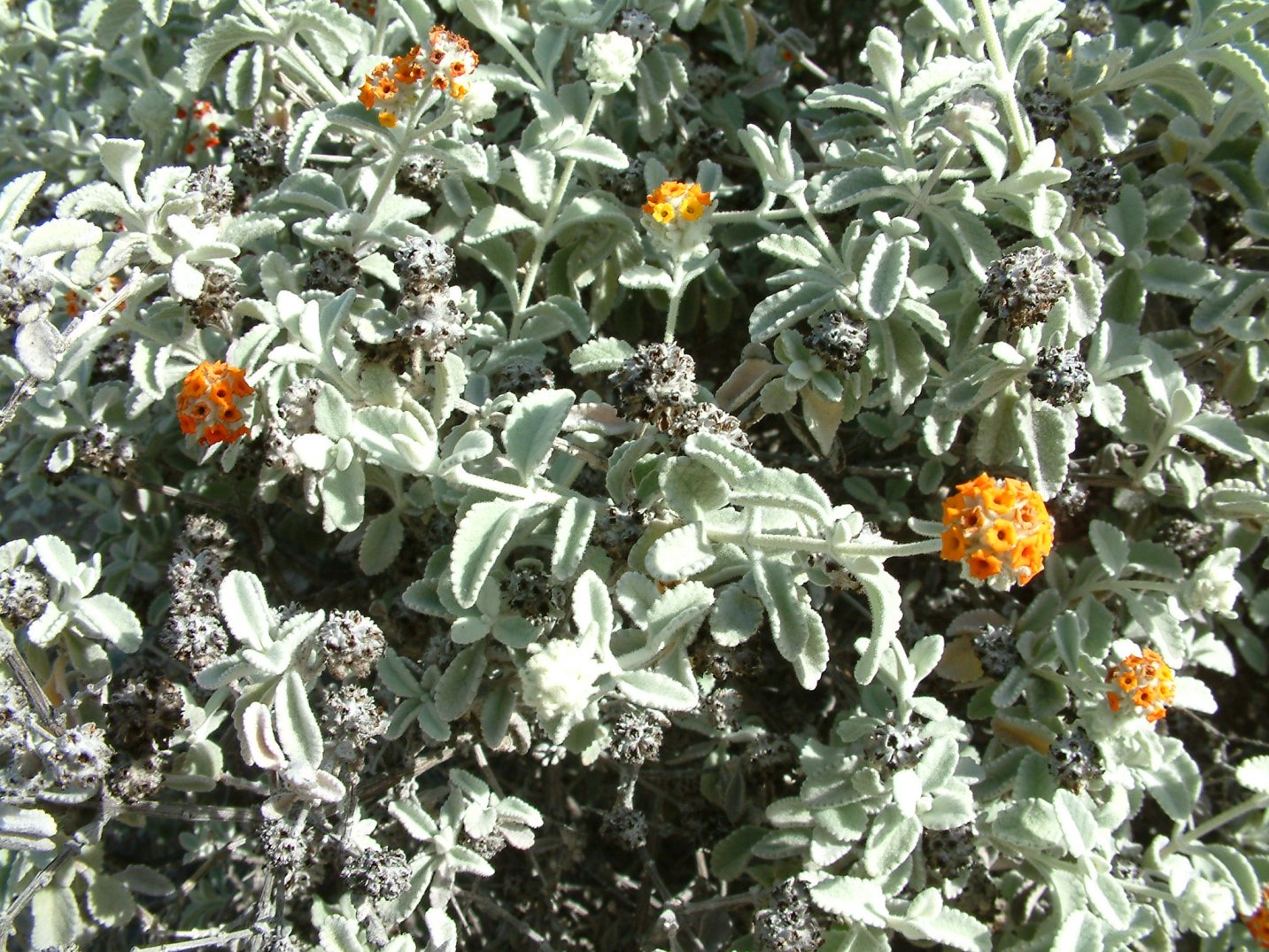 Photo Of The Entire Plant Of Woolly Butterfly Bush, 52% OFF