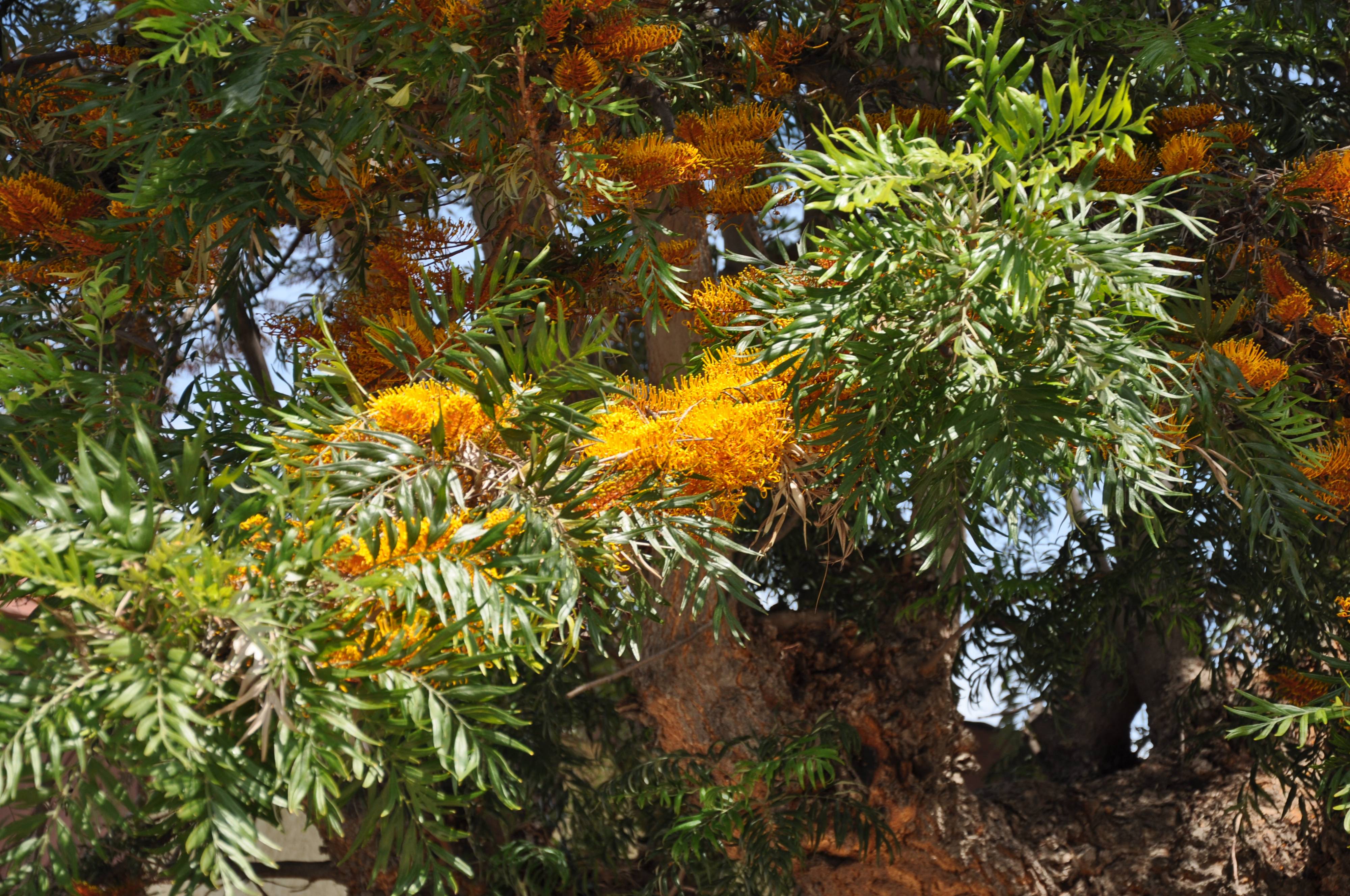 Grevillea robusta - Silk Oak | PlantMaster