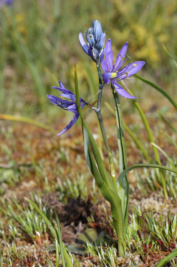 Camassia quamash - Camas | PlantMaster