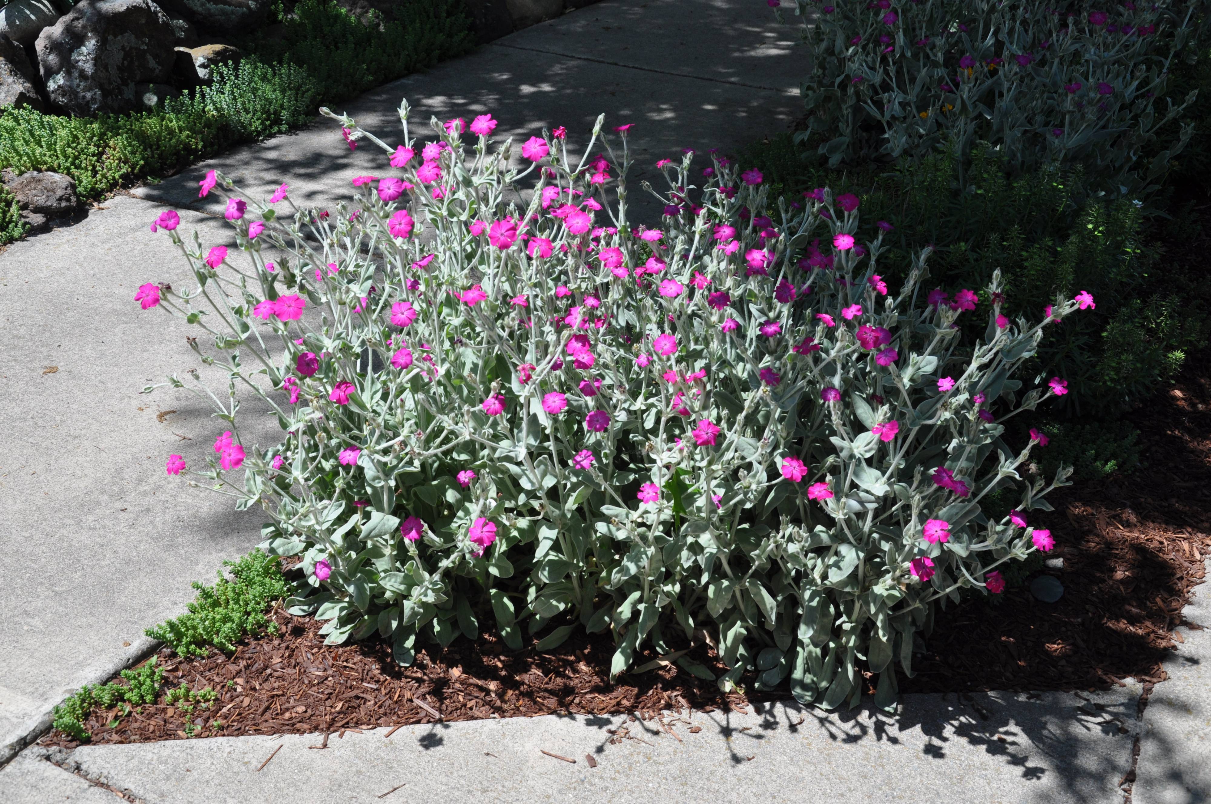 Lychnis cor. 'Atrosanguinea' - Muellin Pink | PlantMaster