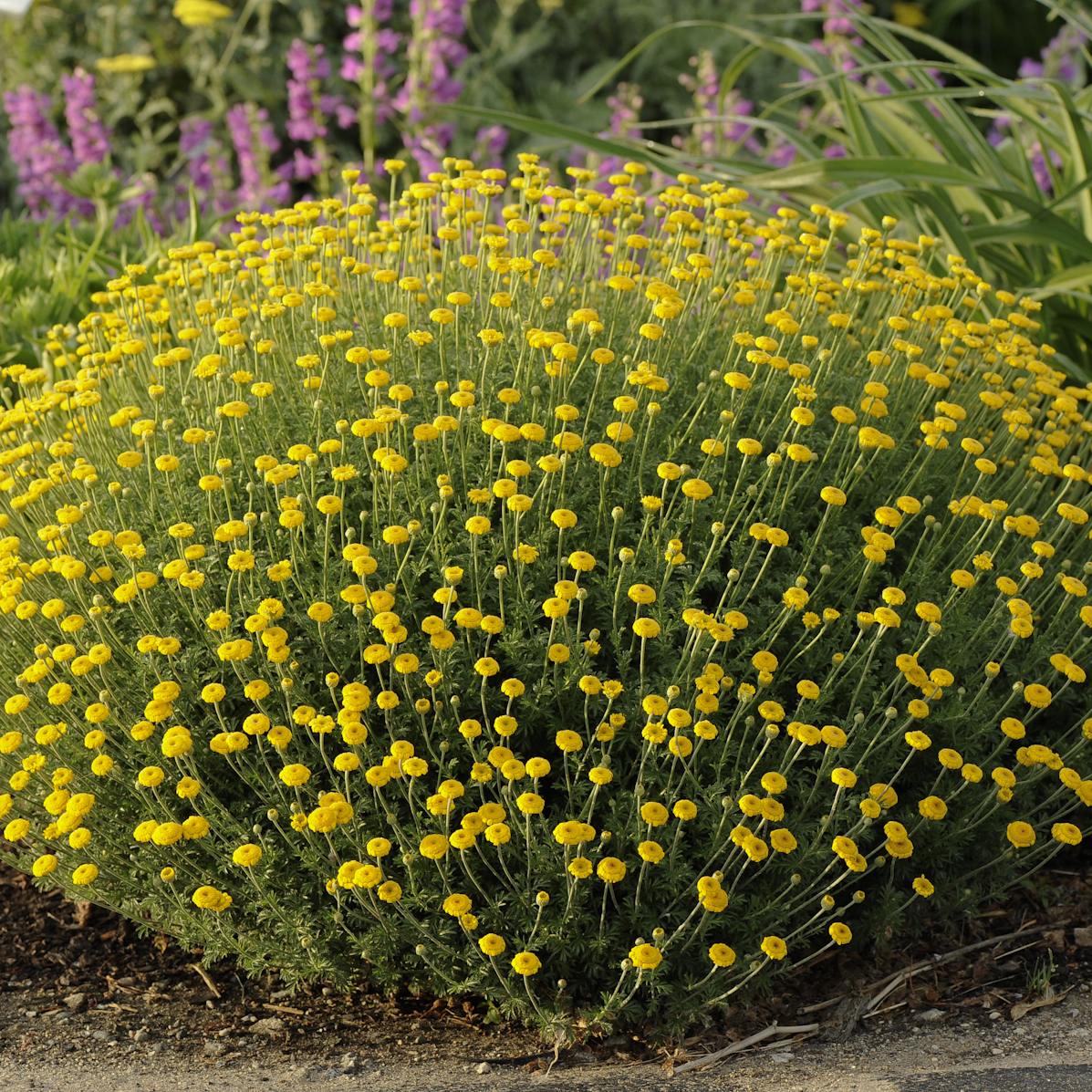 Dwarf Golden Hydrangea Barberry Aurea Nana For Sale | The Tree Center