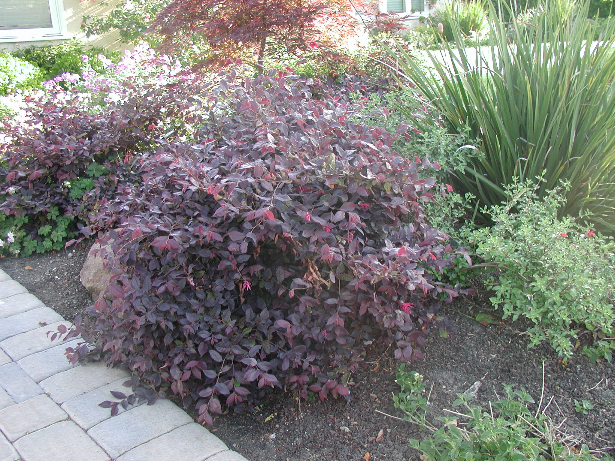 Loropetalum Ever Red Sunset