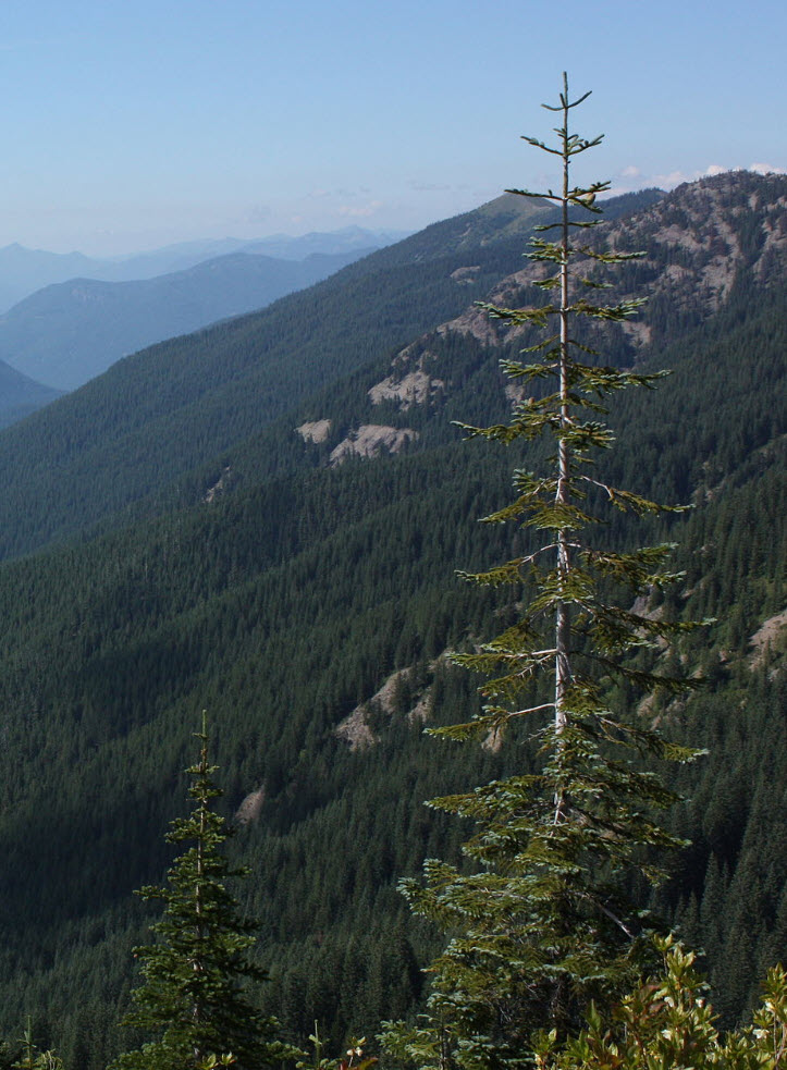 Abies procera - Noble Fir | PlantMaster