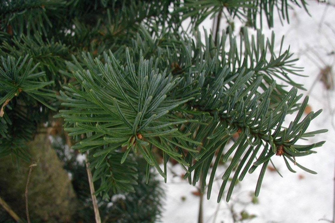 Abies procera - Noble Fir | PlantMaster