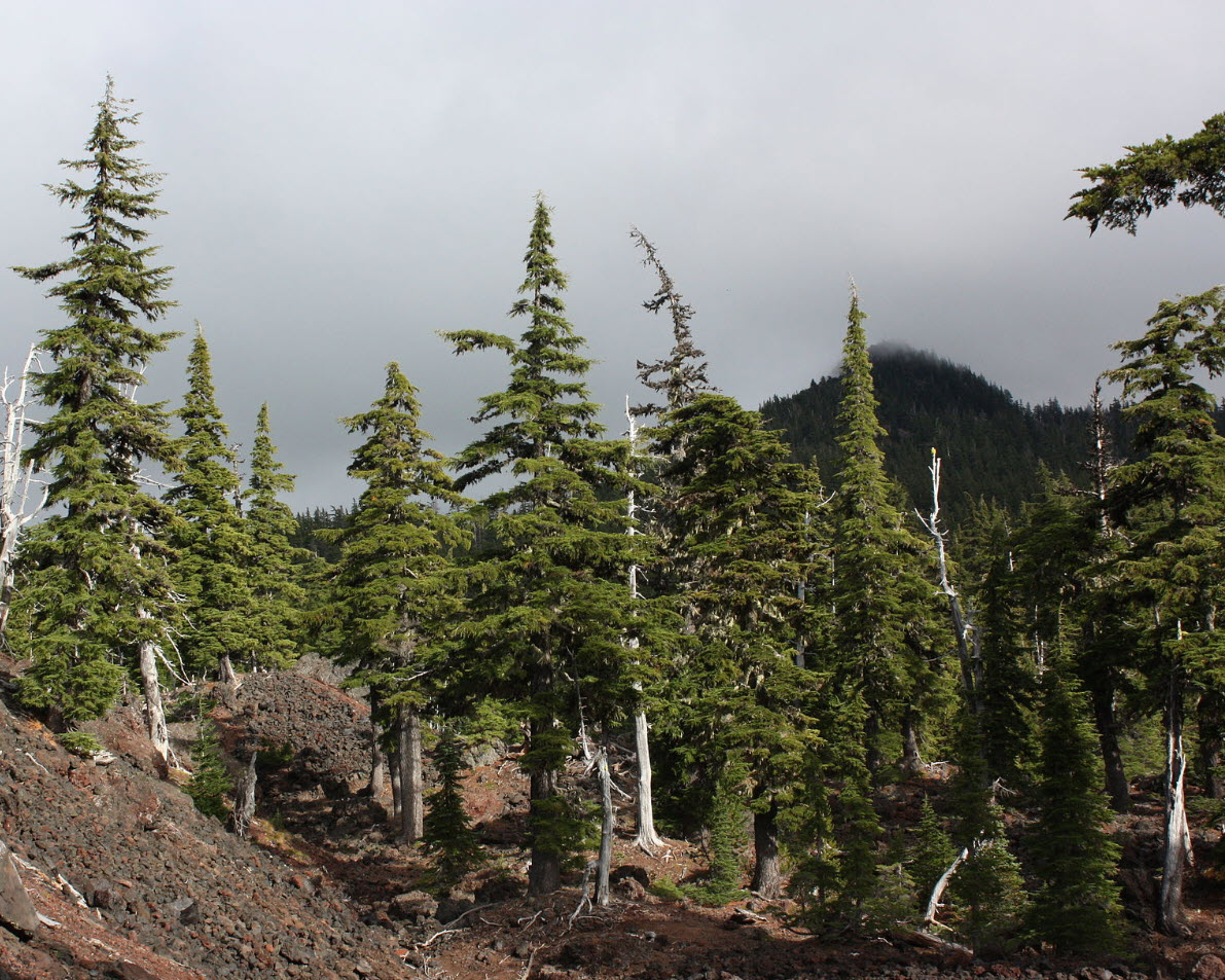 Tsuga mertensiana - Mountain Hemlock | PlantMaster