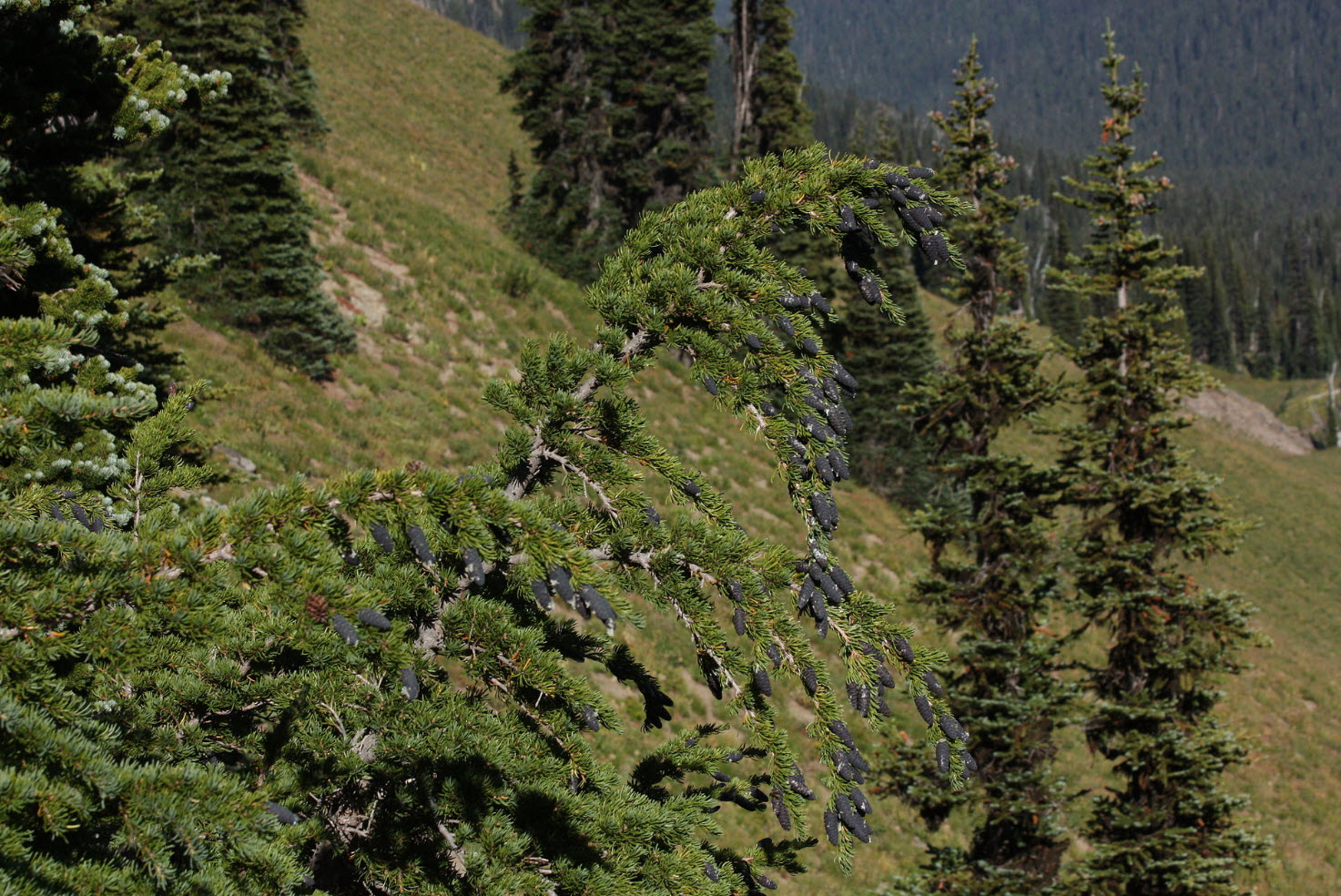 Tsuga mertensiana - Mountain Hemlock | PlantMaster