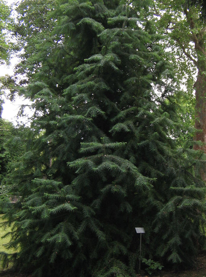 Cunninghamia lanceolata 'Glauca' - Blue China Fir | PlantMaster