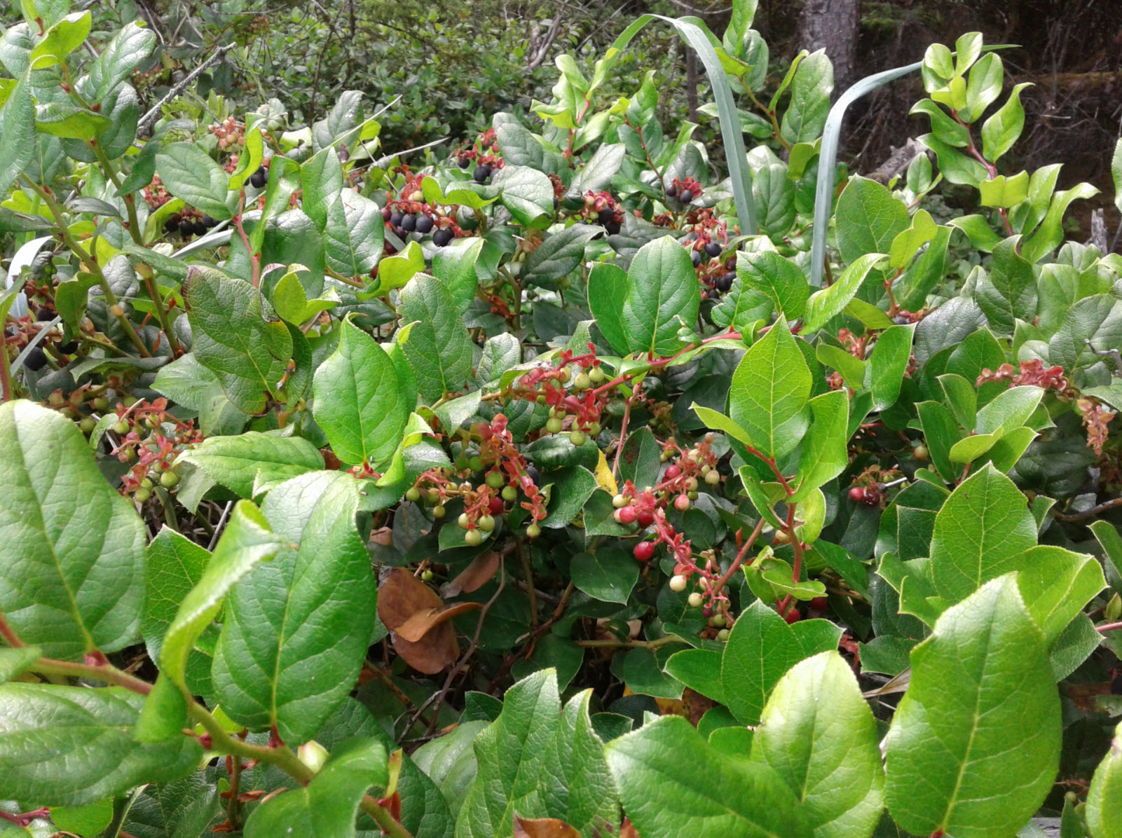 Gaultheria shallon - Salal | PlantMaster