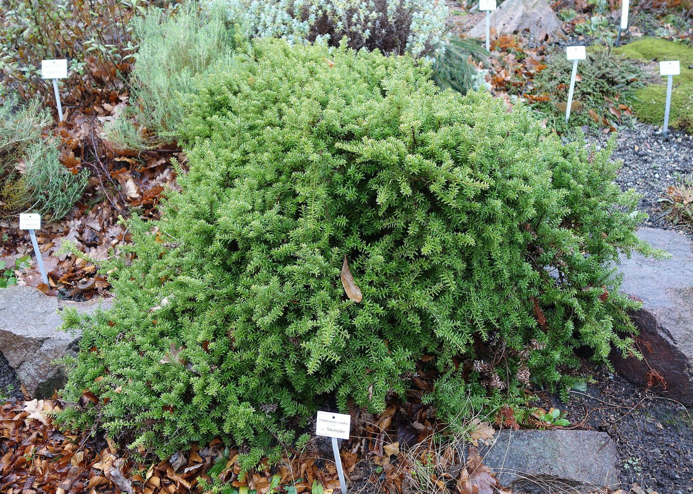 Podocarpus nivalis - Alpine Totara | PlantMaster