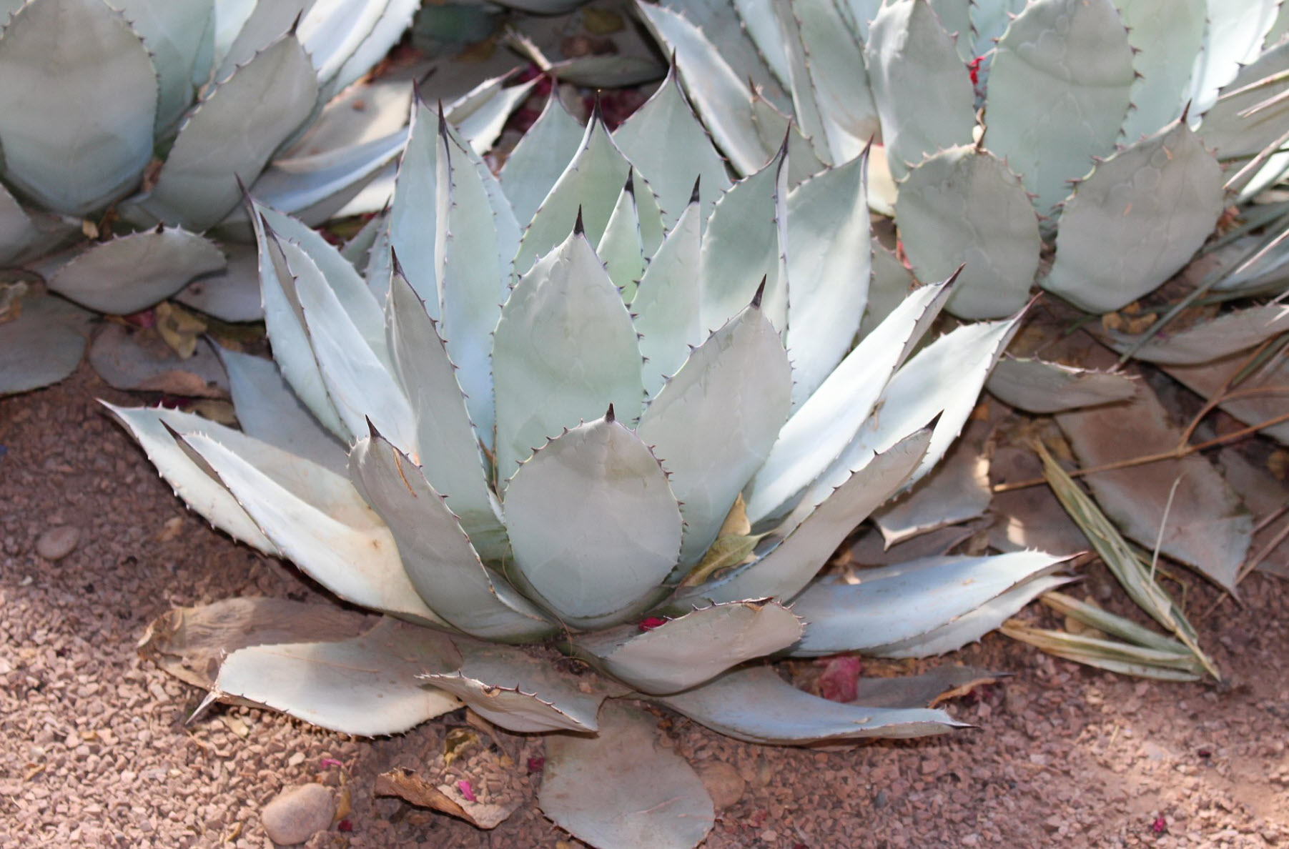 Agave colorata - Parrasana Agave | PlantMaster