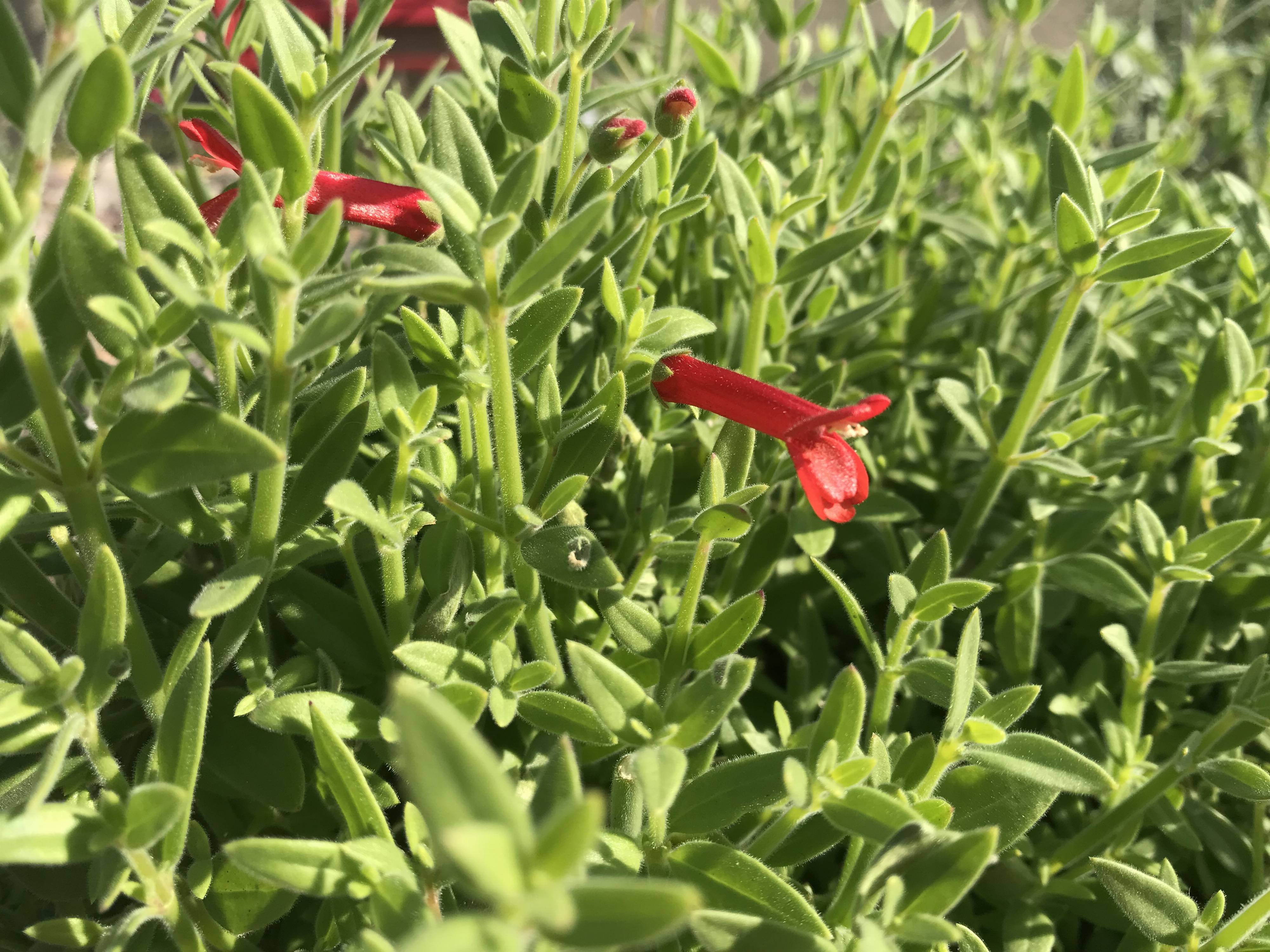 Gambelia juncea 'Punta Banda' - Punta Bunda Island Snapdragon | PlantMaster
