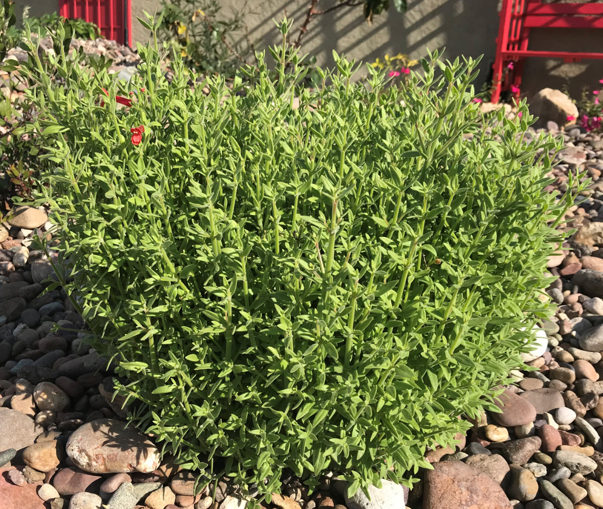 Gambelia juncea 'Punta Banda' - Punta Bunda Island Snapdragon | PlantMaster