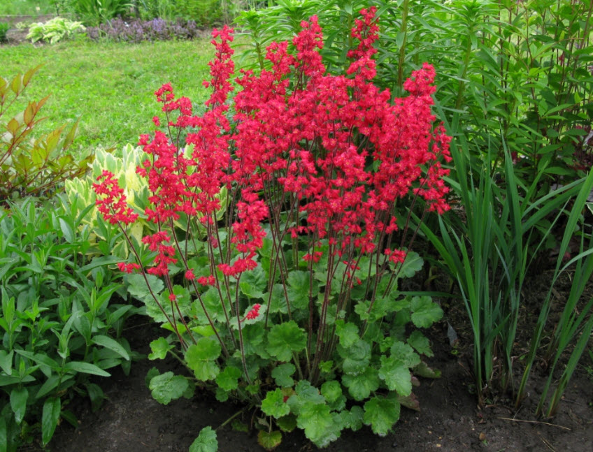 Heuchera Sanguinea Firefly