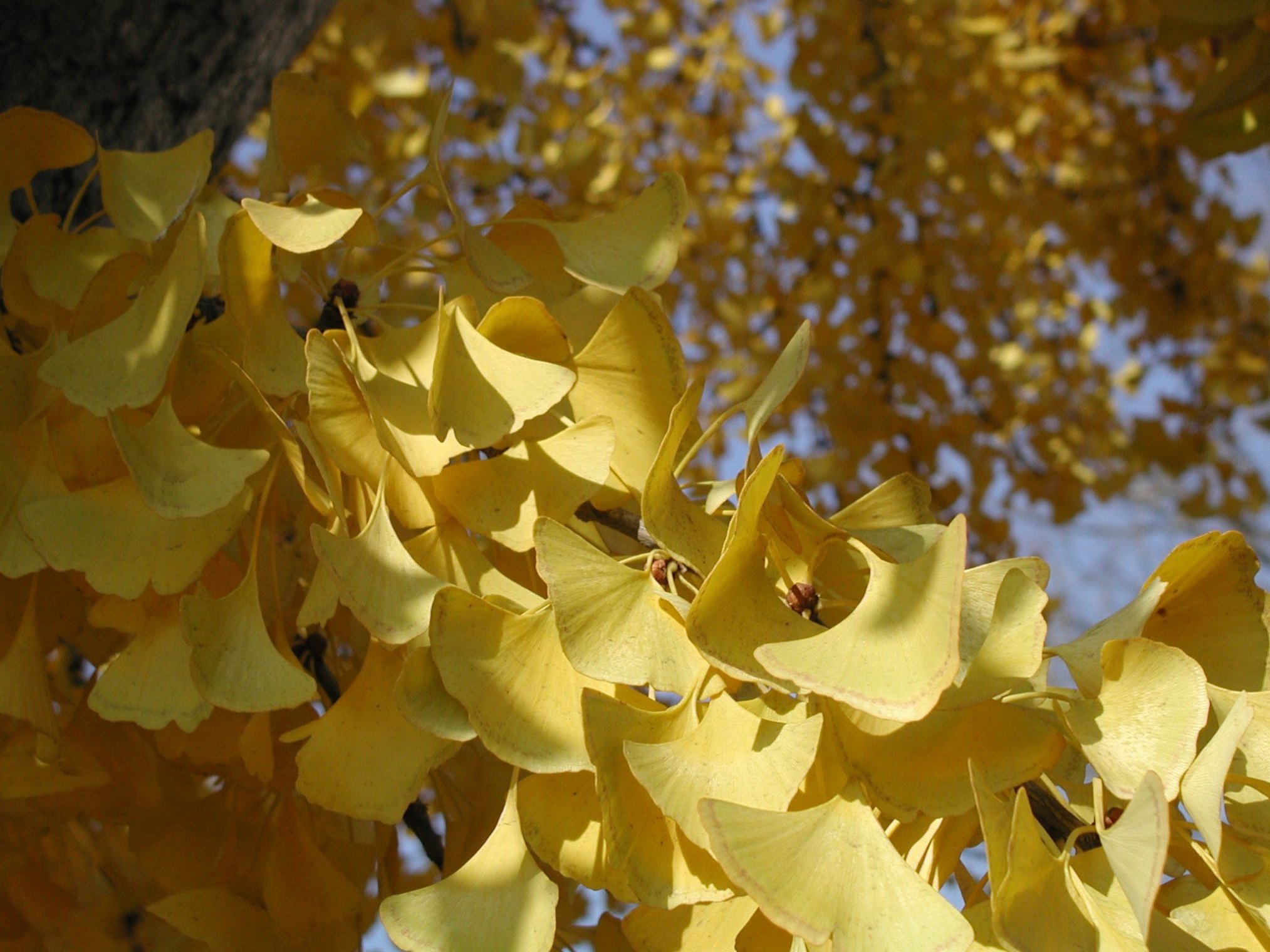 Ginkgo biloba - Maidenhair Tree | PlantMaster