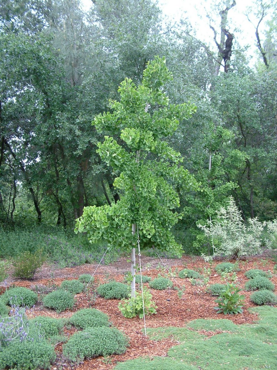 Ginkgo biloba - Maidenhair Tree | PlantMaster