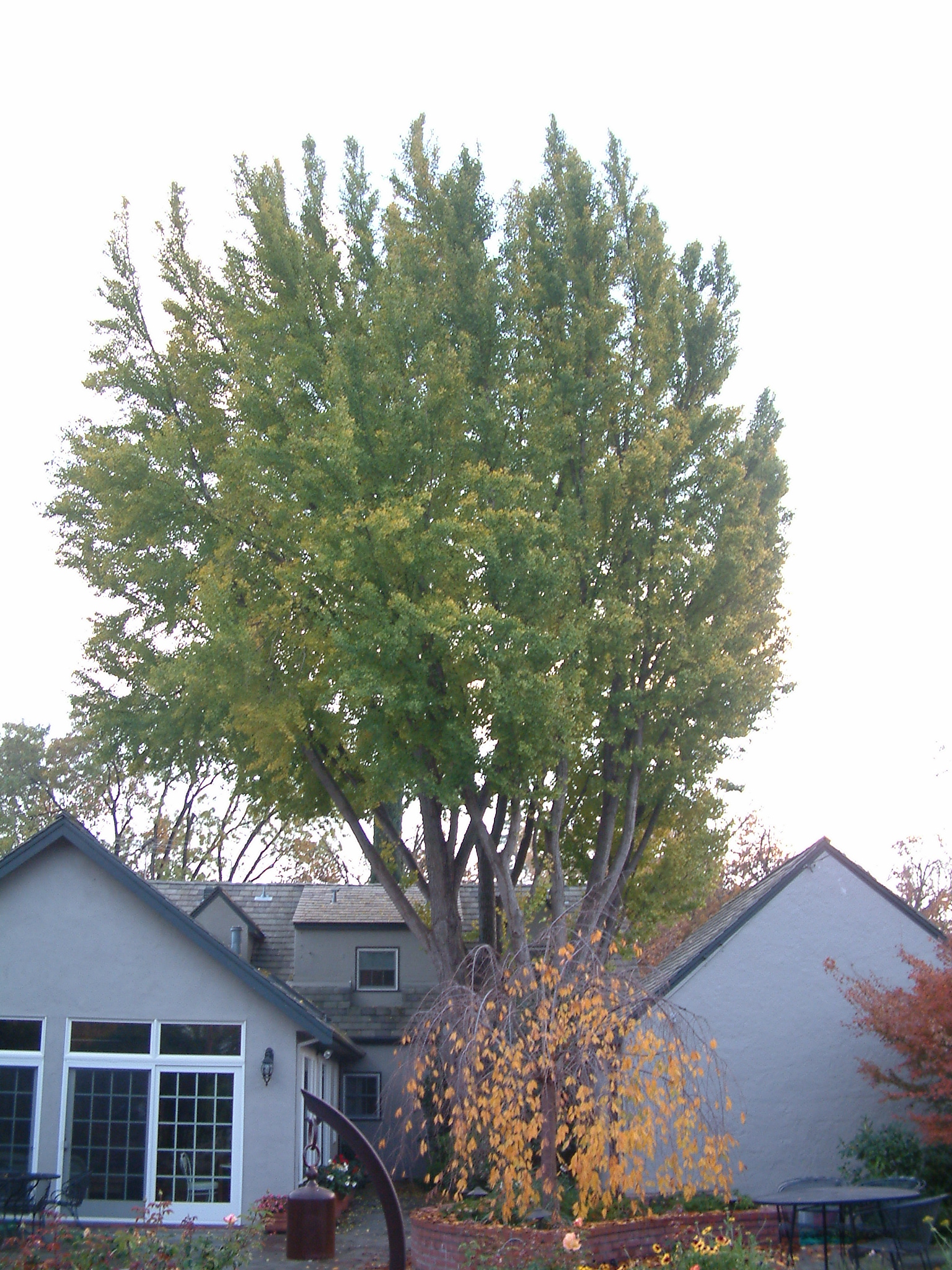 Ginkgo biloba - Maidenhair Tree | PlantMaster
