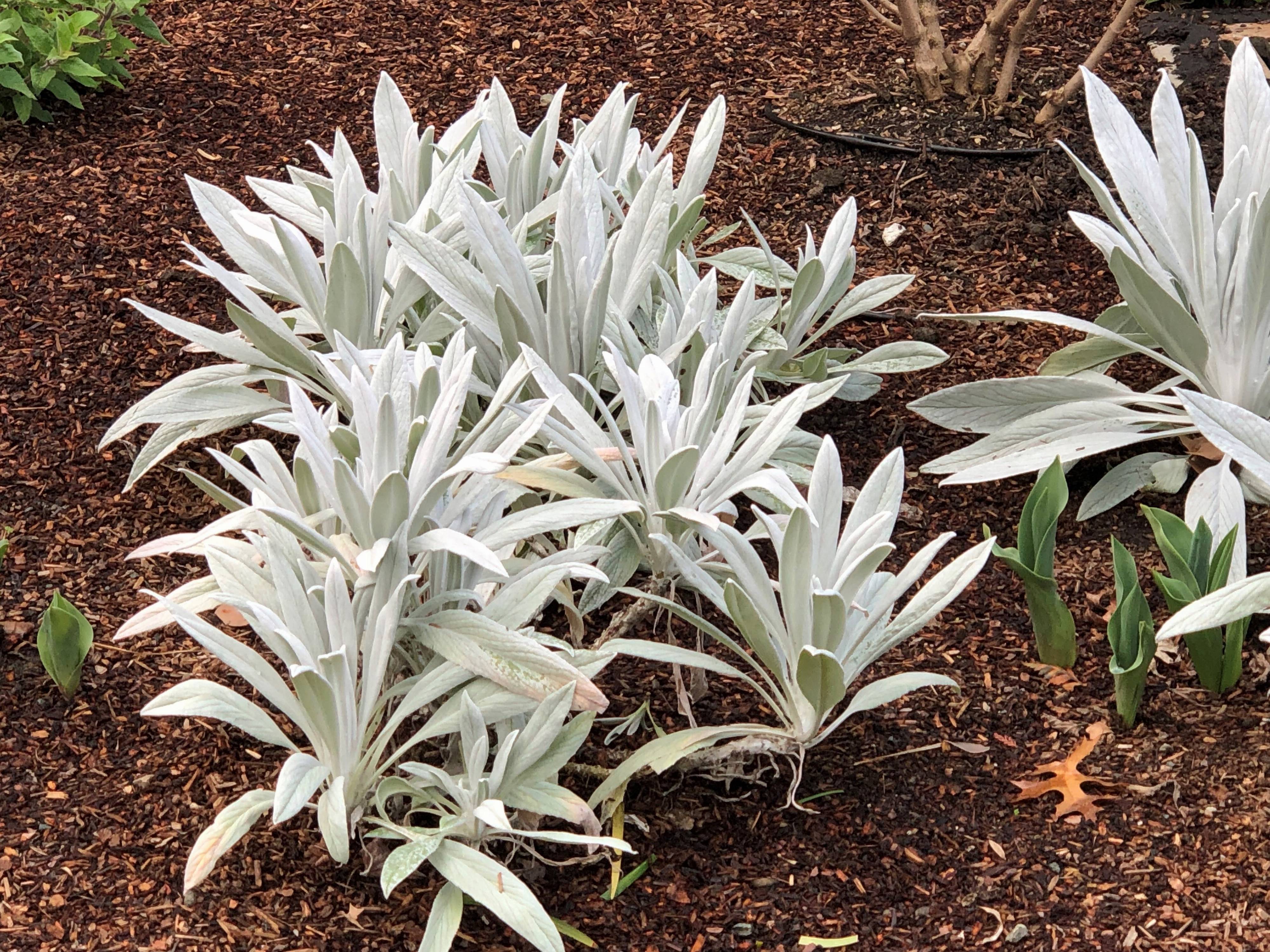 Sideritis cypria - Cyprus Ironwort | PlantMaster