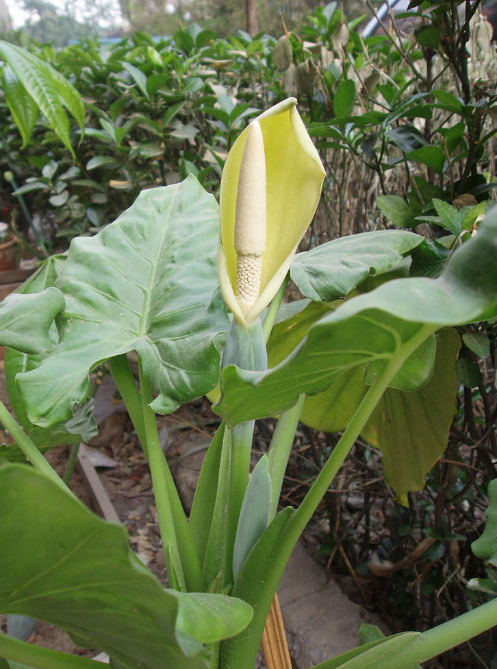 Giant Taro Plant