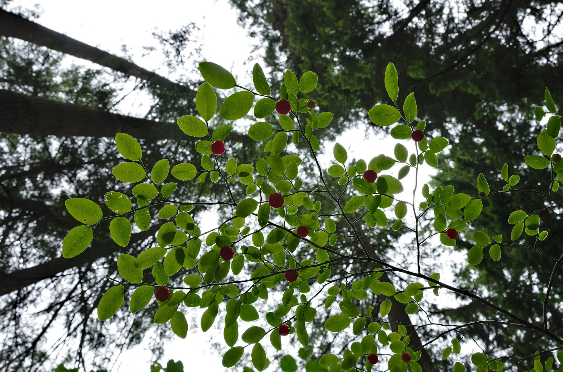 Vaccinium parvifolium - Red Huckleberry | PlantMaster