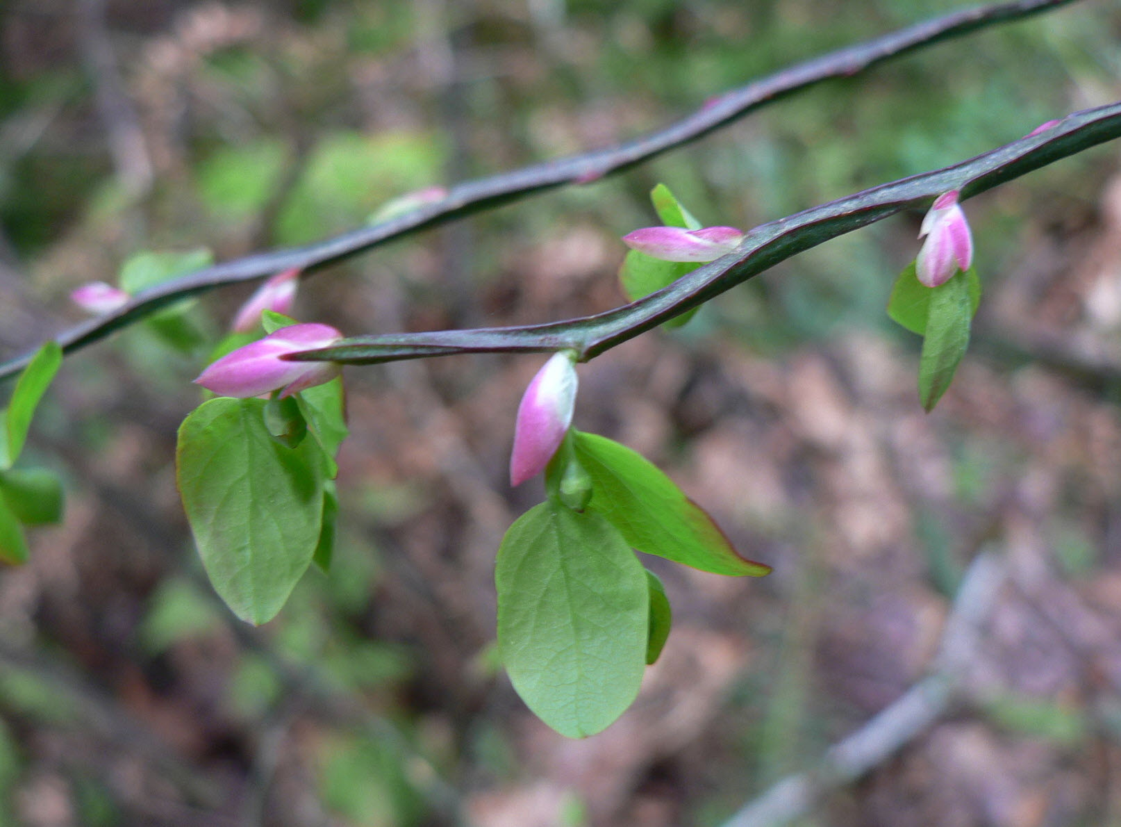 Vaccinium parvifolium - Red Huckleberry | PlantMaster