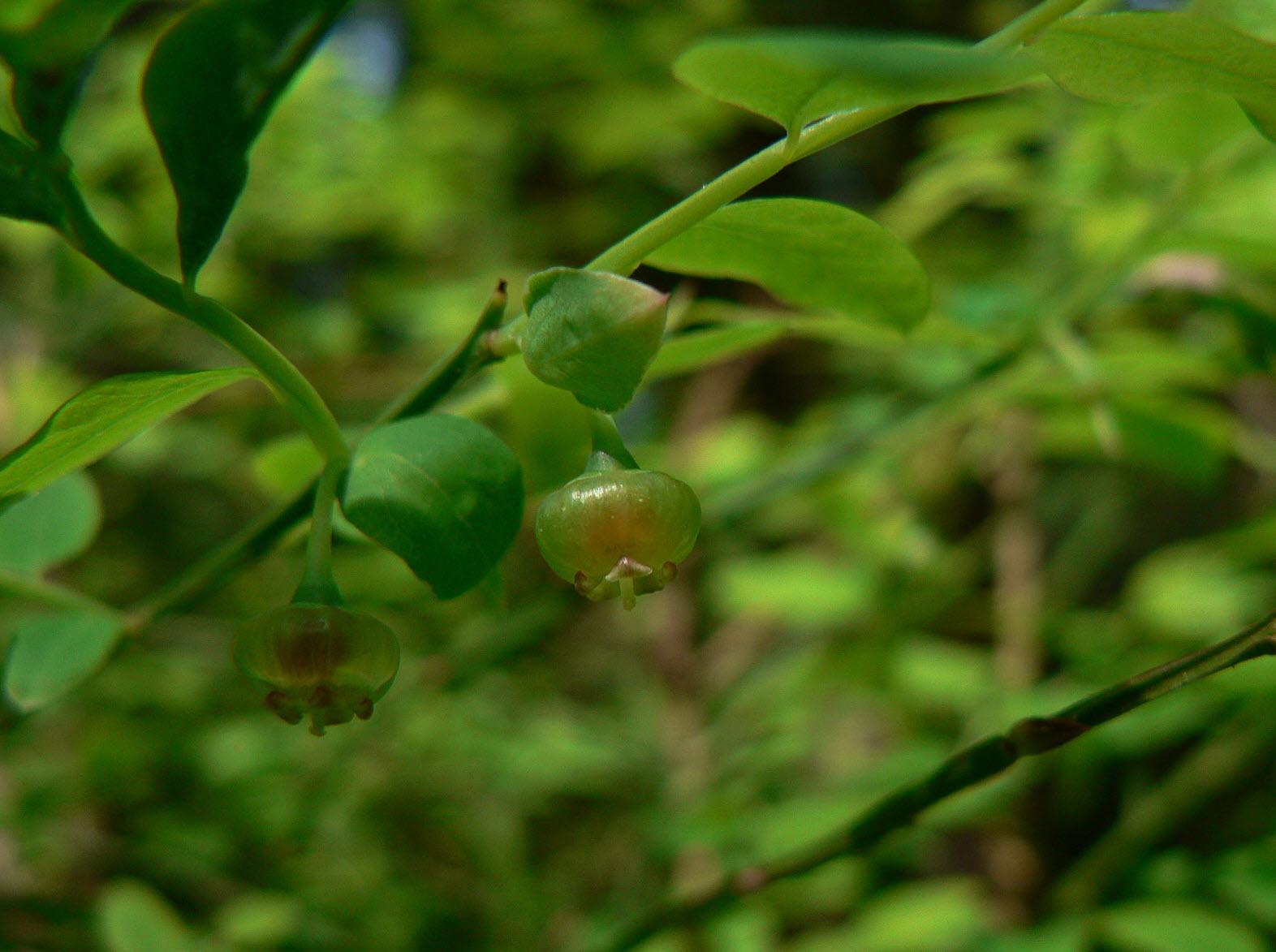 Vaccinium parvifolium - Red Huckleberry | PlantMaster