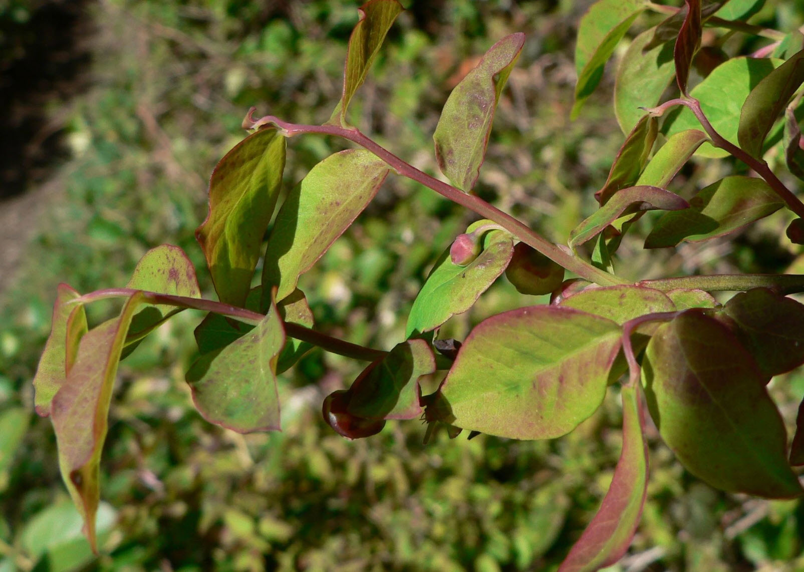 Vaccinium parvifolium - Red Huckleberry | PlantMaster