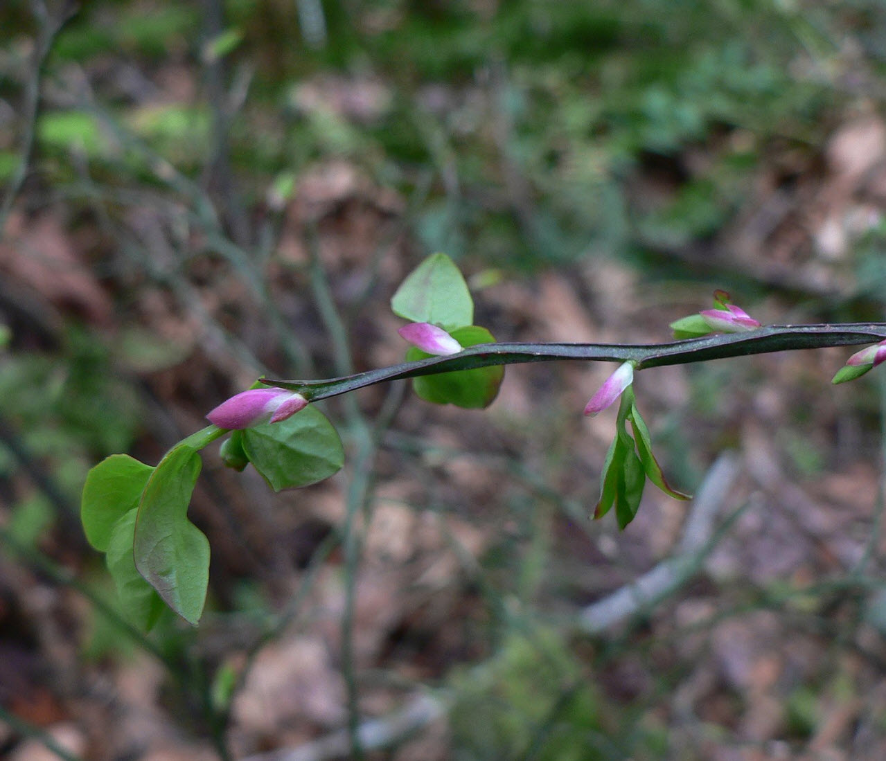 Vaccinium parvifolium - Red Huckleberry | PlantMaster
