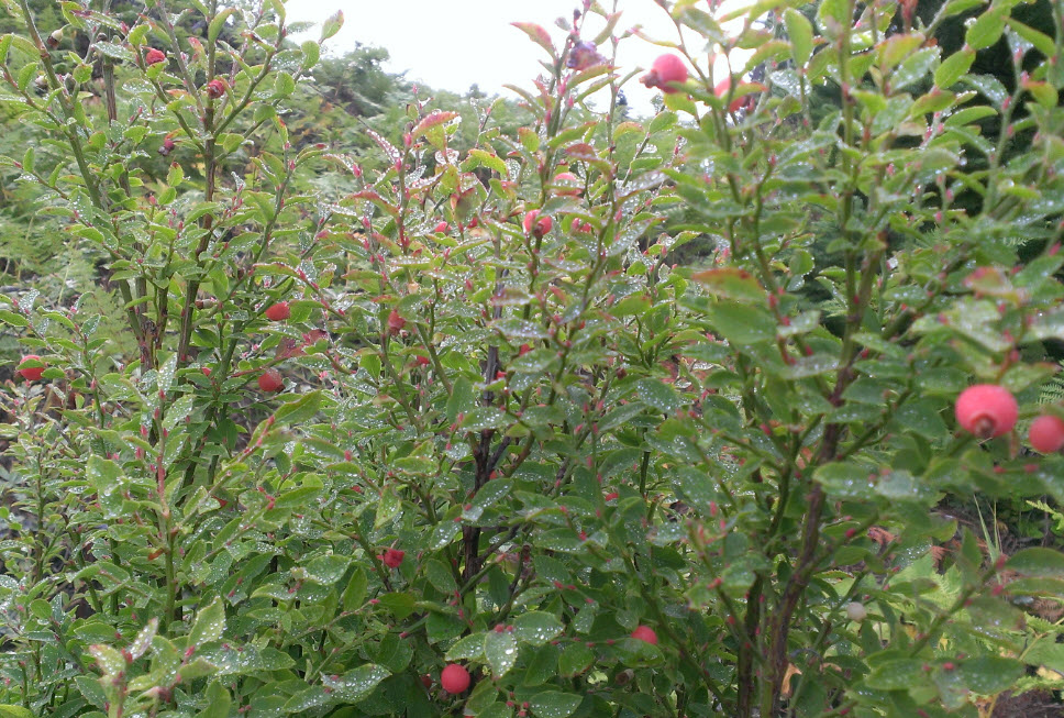 Vaccinium parvifolium - Red Huckleberry | PlantMaster