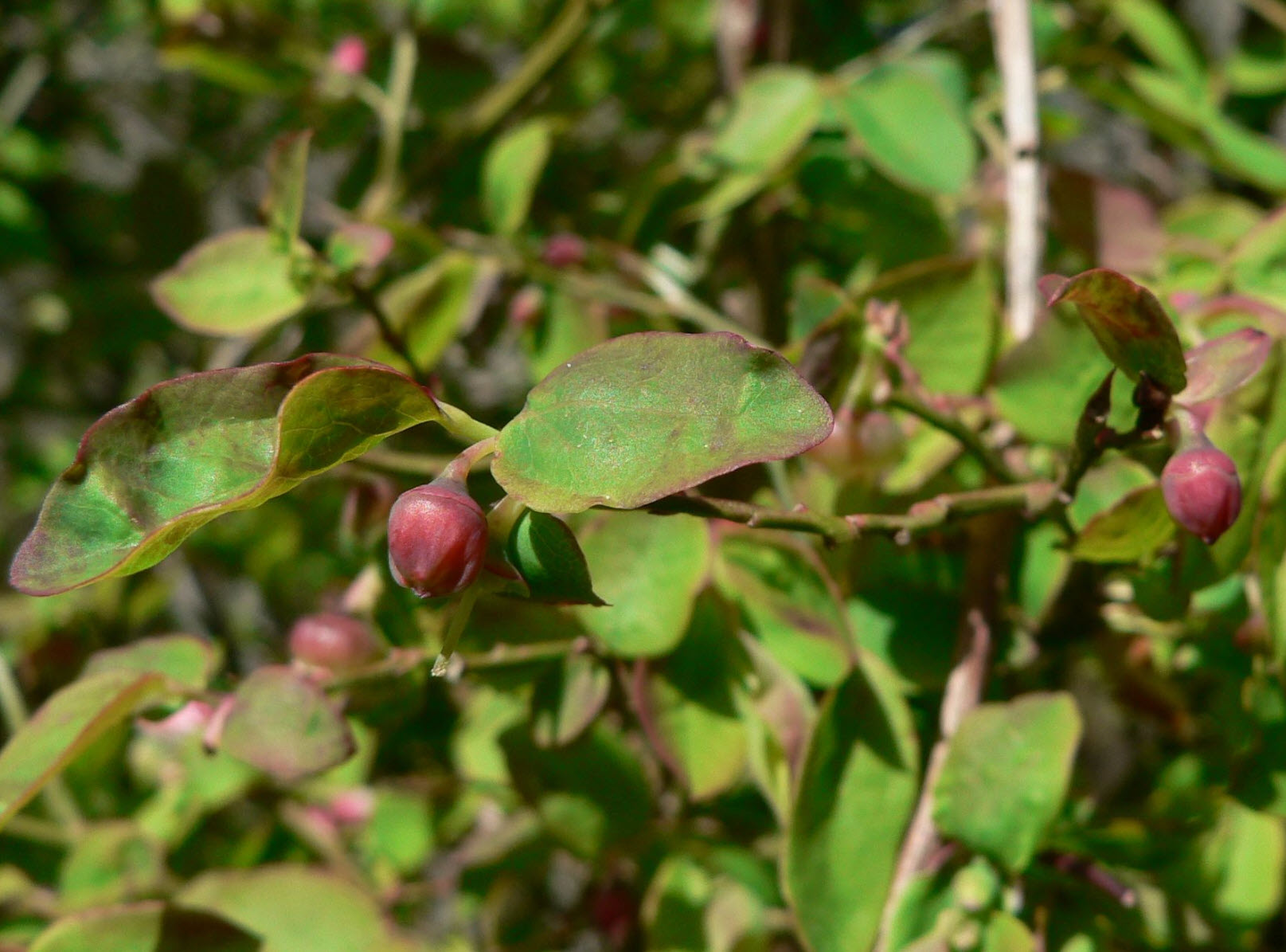 Vaccinium parvifolium - Red Huckleberry | PlantMaster