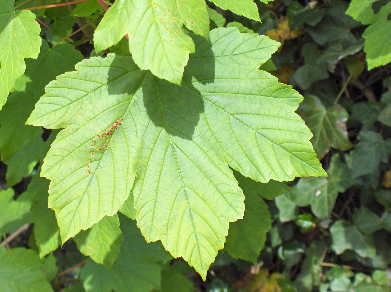 Acer pseudoplatanus - Sycamore Maple | PlantMaster