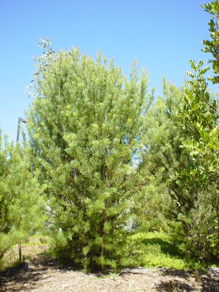 Hakea suaveolens - Sweet Hakea | PlantMaster