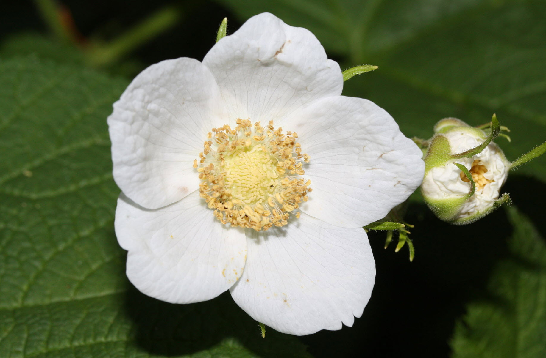 Rubus parviflorus - Western Thimbleberry | PlantMaster